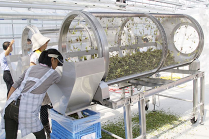 Case Study: Using Agricultural Automation to Improve Production Efficiency